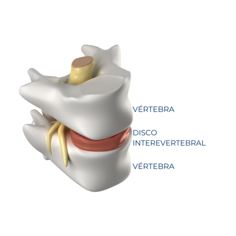 Disco Intervertebral | Função, Problemas e Tratamentos