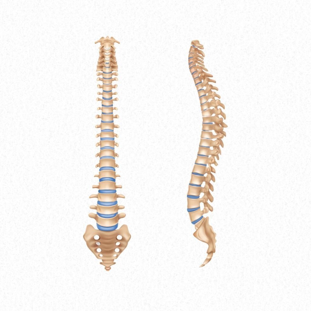 Coluna Vertebral | Estrutura e Funções Essenciais